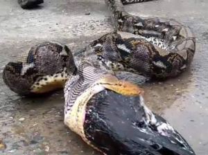 Agriculturist Witnesses Massive Python Regurgitating Its Meal ...